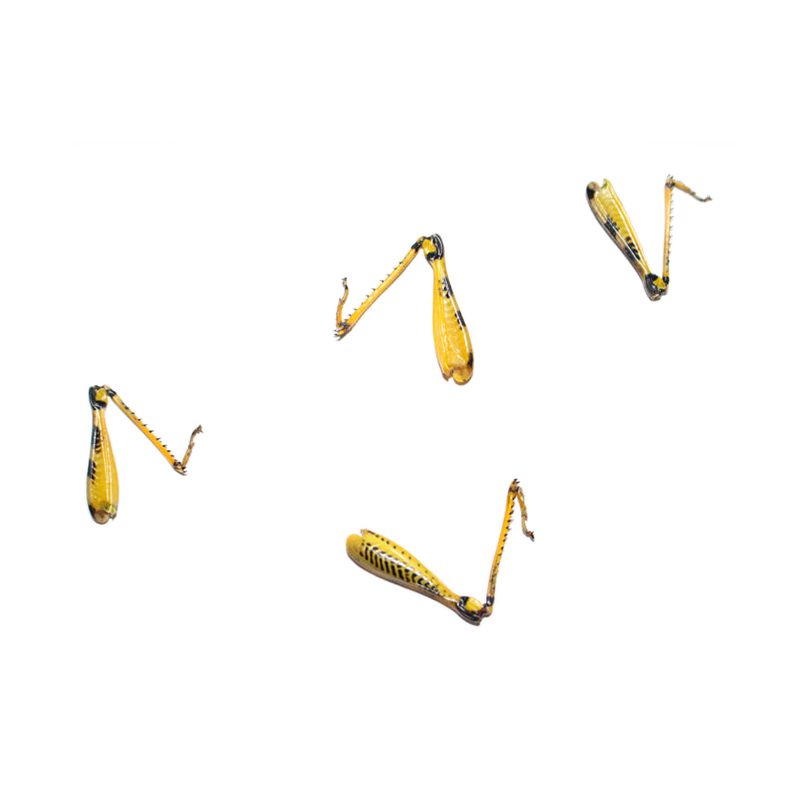 Hopper V(Series) →